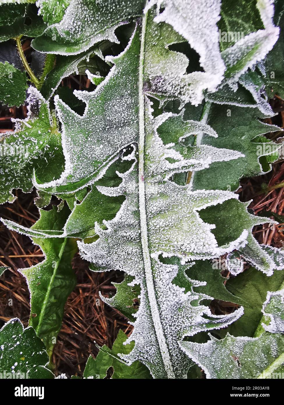 A top view of a single frozen leaf encased in frost in the wild Stock ...