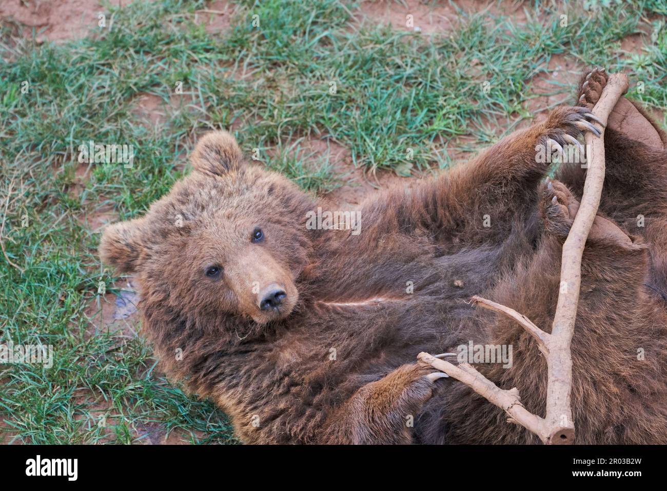 An adorable brown bear enjoying the outdoors, rolling around on its ...