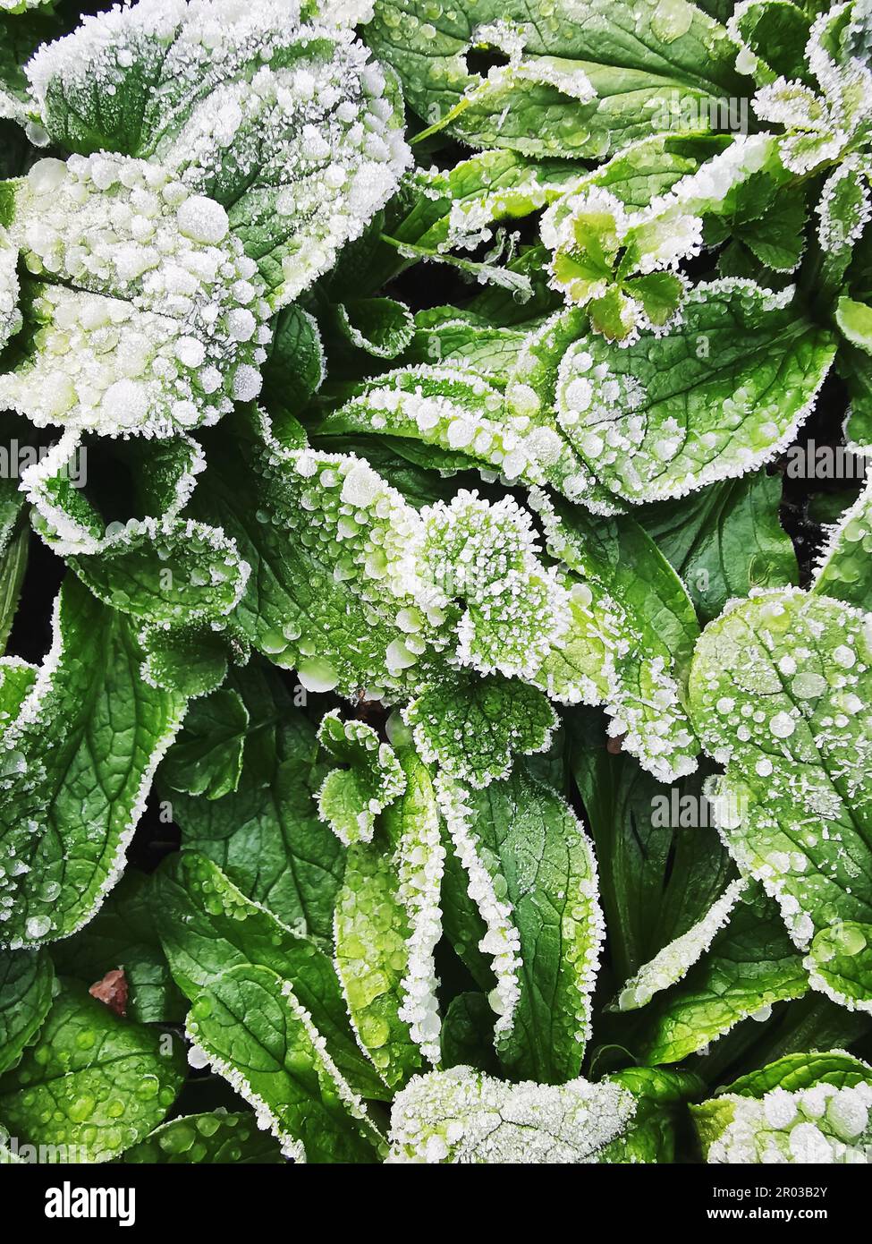 A vibrant bush of green foliage dusted with a light layer of white ...