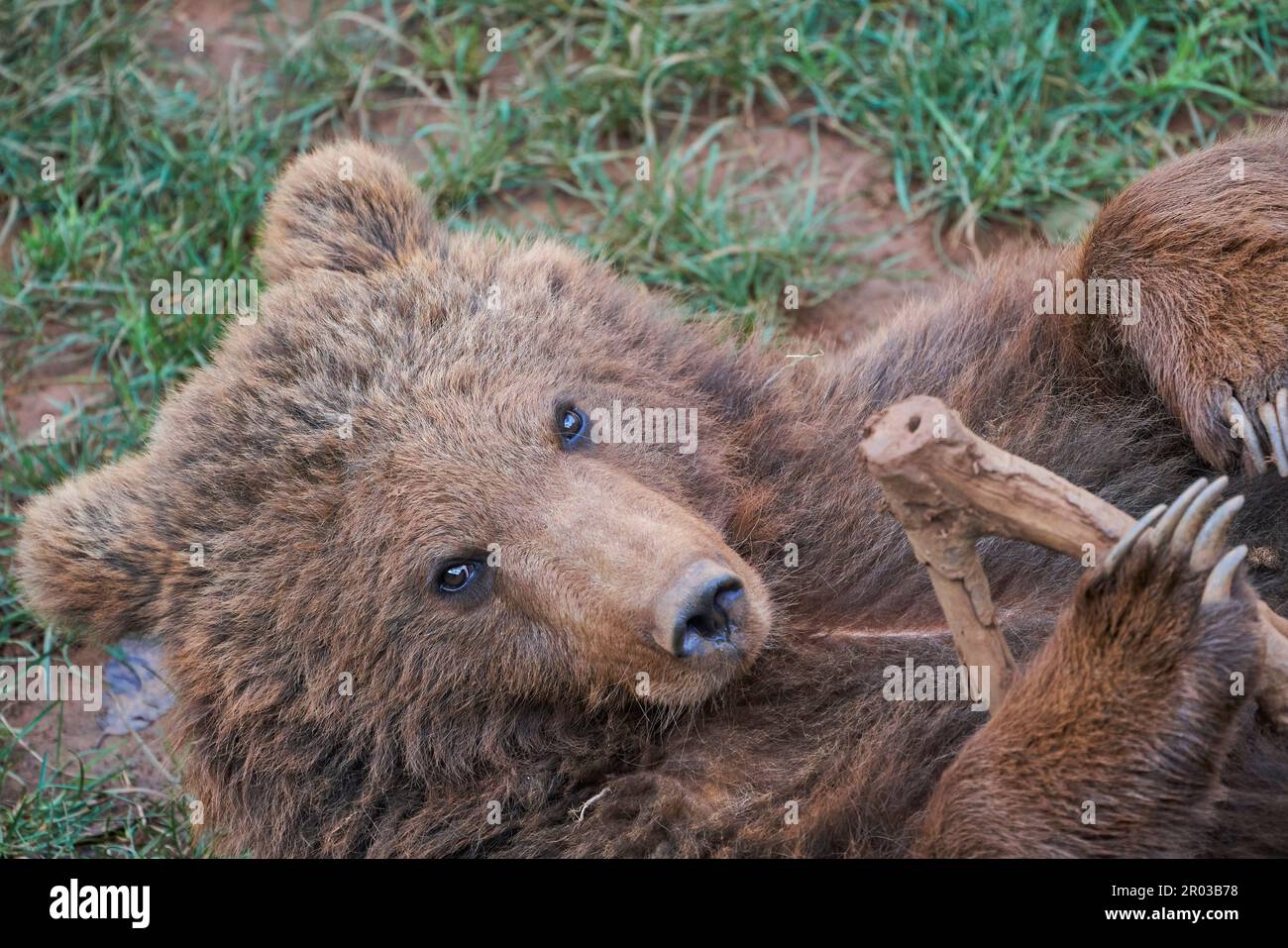 An adorable brown bear enjoying the outdoors, rolling around on its ...