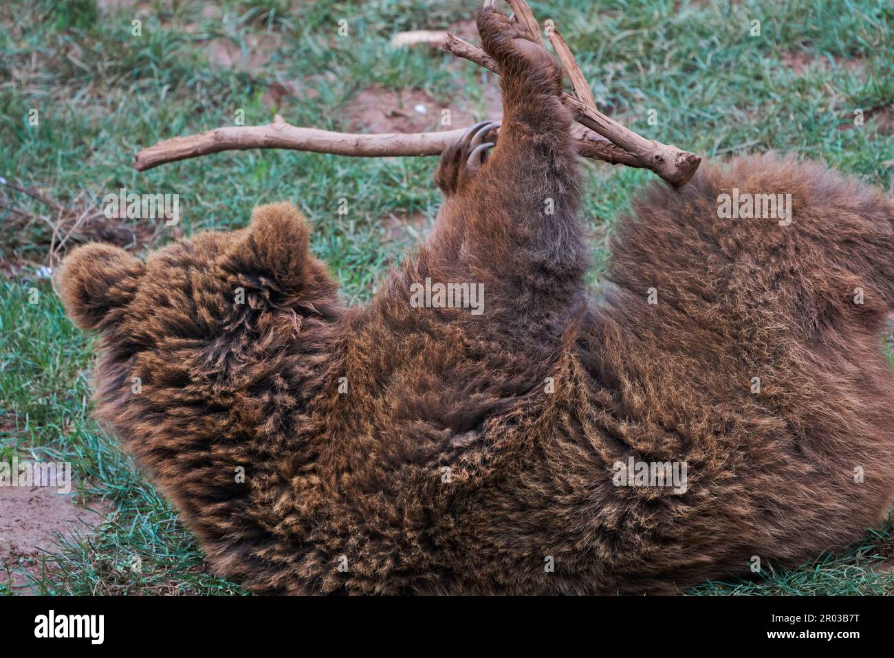 An adorable brown bear enjoying the outdoors, rolling around on its ...