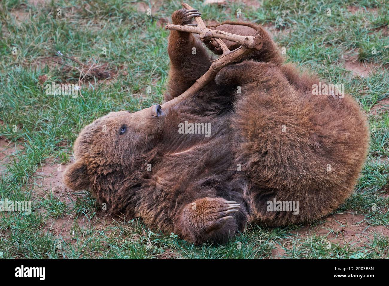 An adorable brown bear enjoying the outdoors, rolling around on its ...