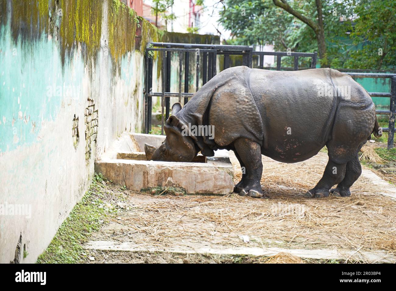 A large rhinoceros stands near a large trough in a grassy area in a zoo ...