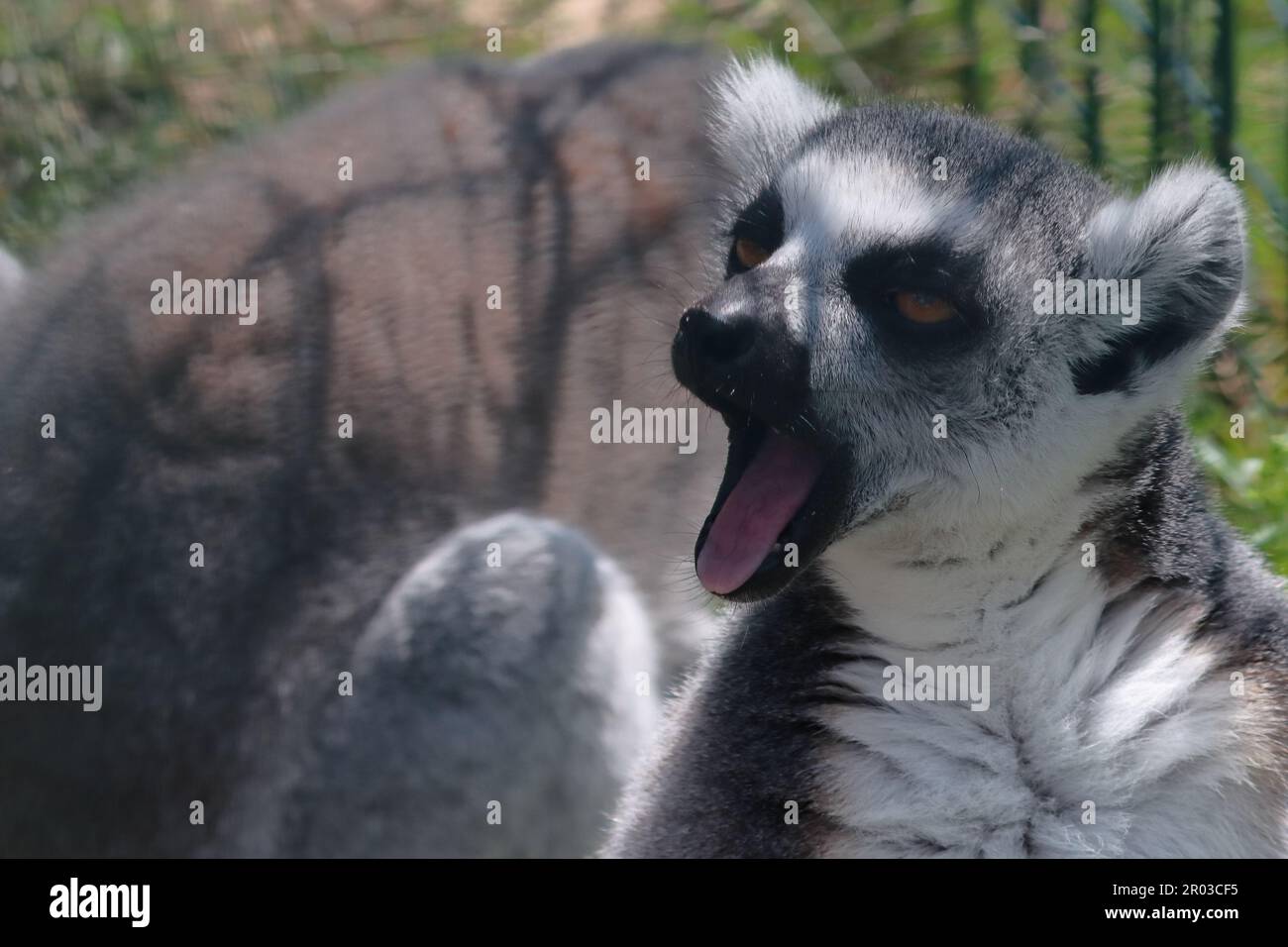 Close-up shot of a lemur stretching its mouth wide open in a yawning ...