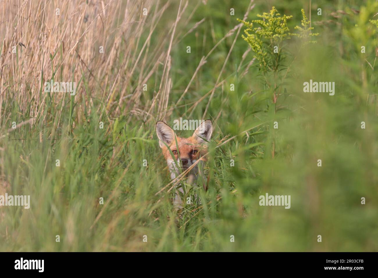Grasslandhabitat hi-res stock photography and images - Alamy