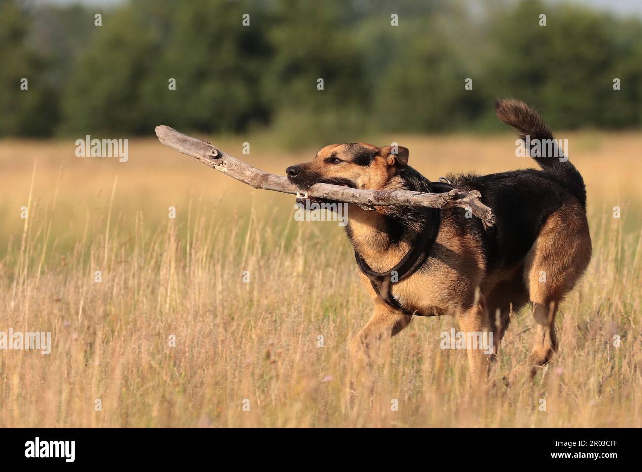 A brown canine stands in a field of tall grass, holding a wooden branch ...