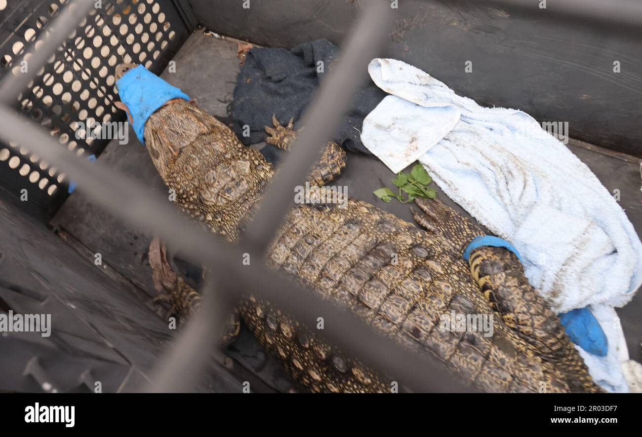 Hong Kong conservation officers have captured a rare one-metre ...