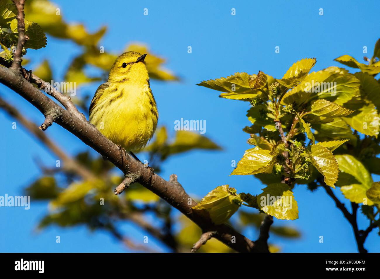 Prairie warbler during spring migration Stock Photo - Alamy
