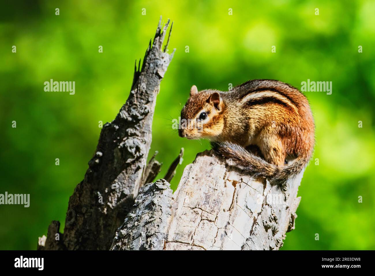 Eastern chipmunk on snag Stock Photo - Alamy