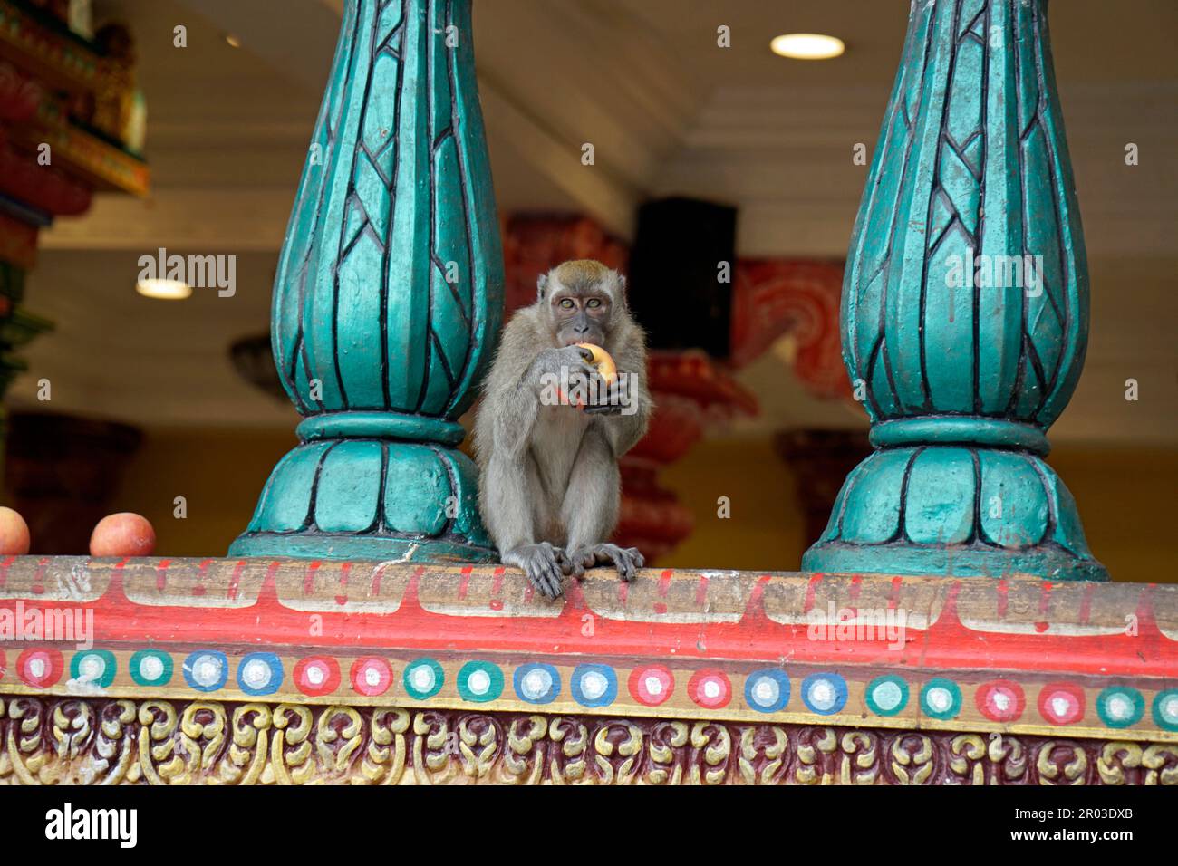 the wild monkeys live at batu cave temple in kuala lumpur Stock Photo ...