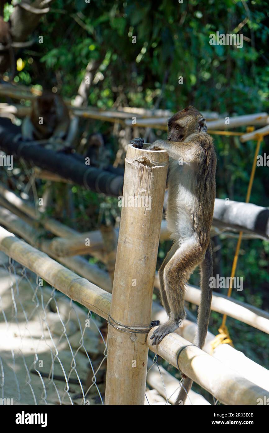 macaque monkeys ion cebu island at the philippines Stock Photo - Alamy