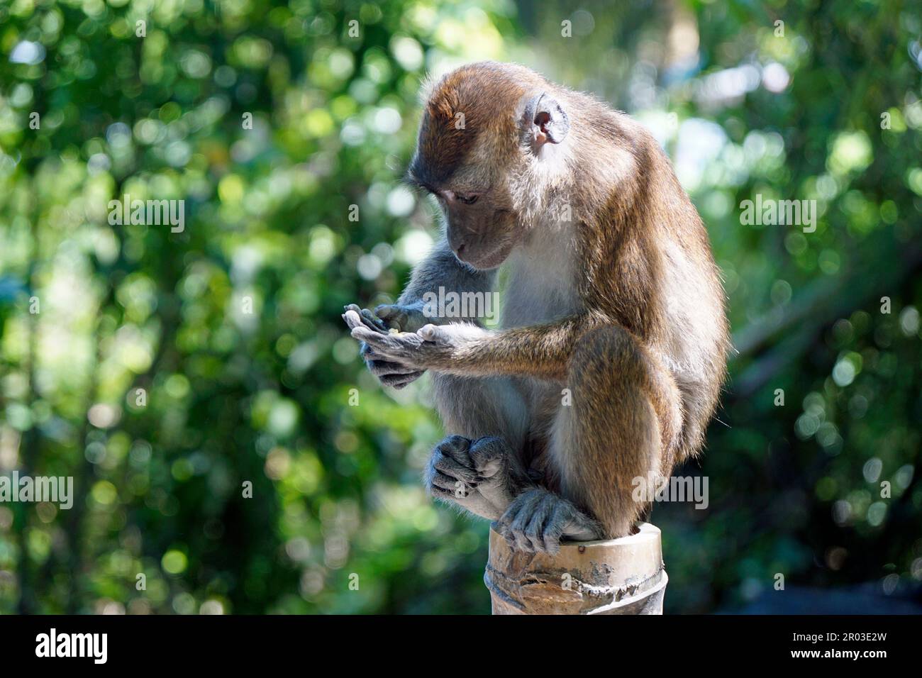 macaque monkeys ion cebu island at the philippines Stock Photo - Alamy