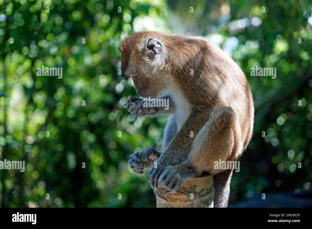 macaque monkeys ion cebu island at the philippines Stock Photo - Alamy