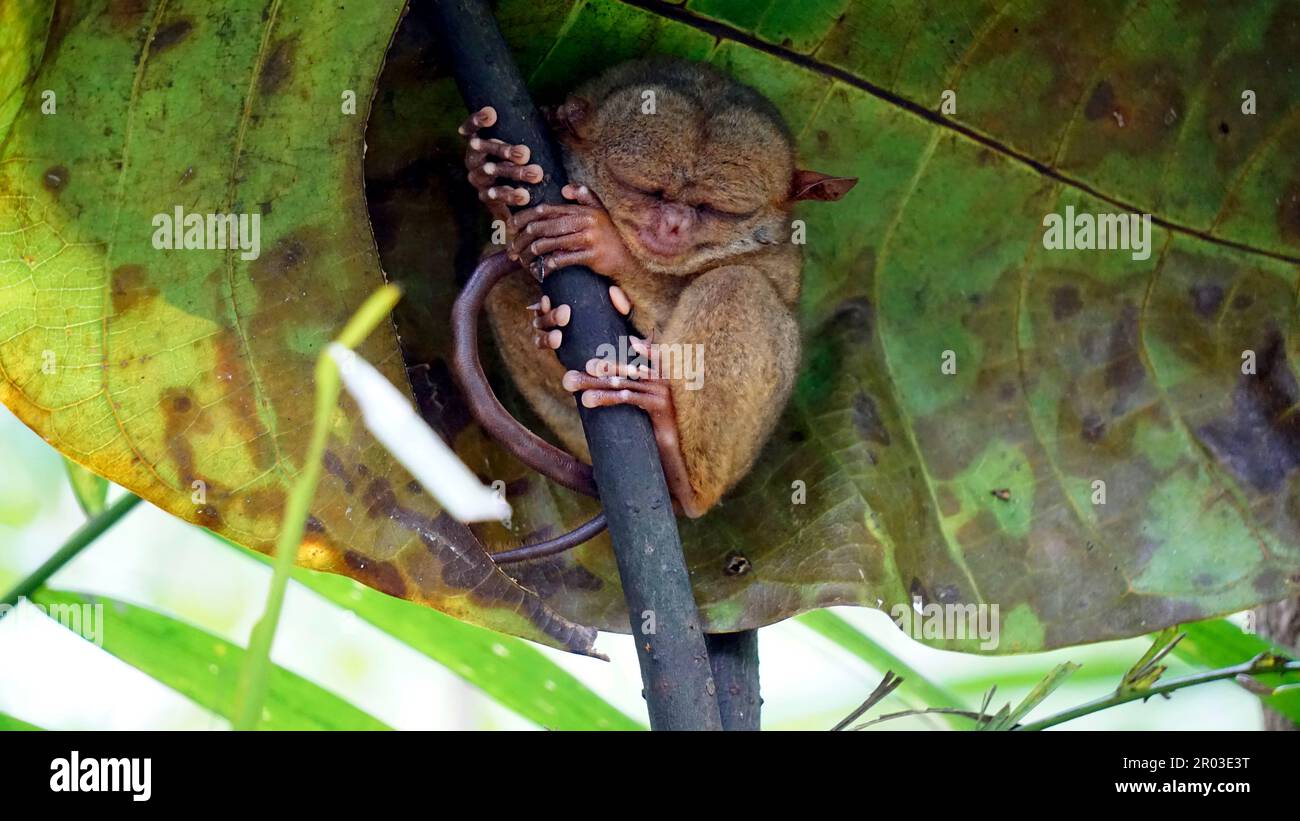 Portrait of Tarsier monkey (Tarsius Syrichta) on the tree at bohol ...