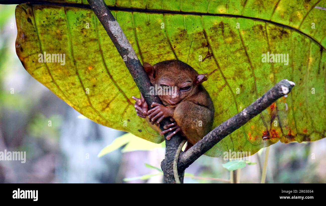 Goblin lemur hi-res stock photography and images - Alamy