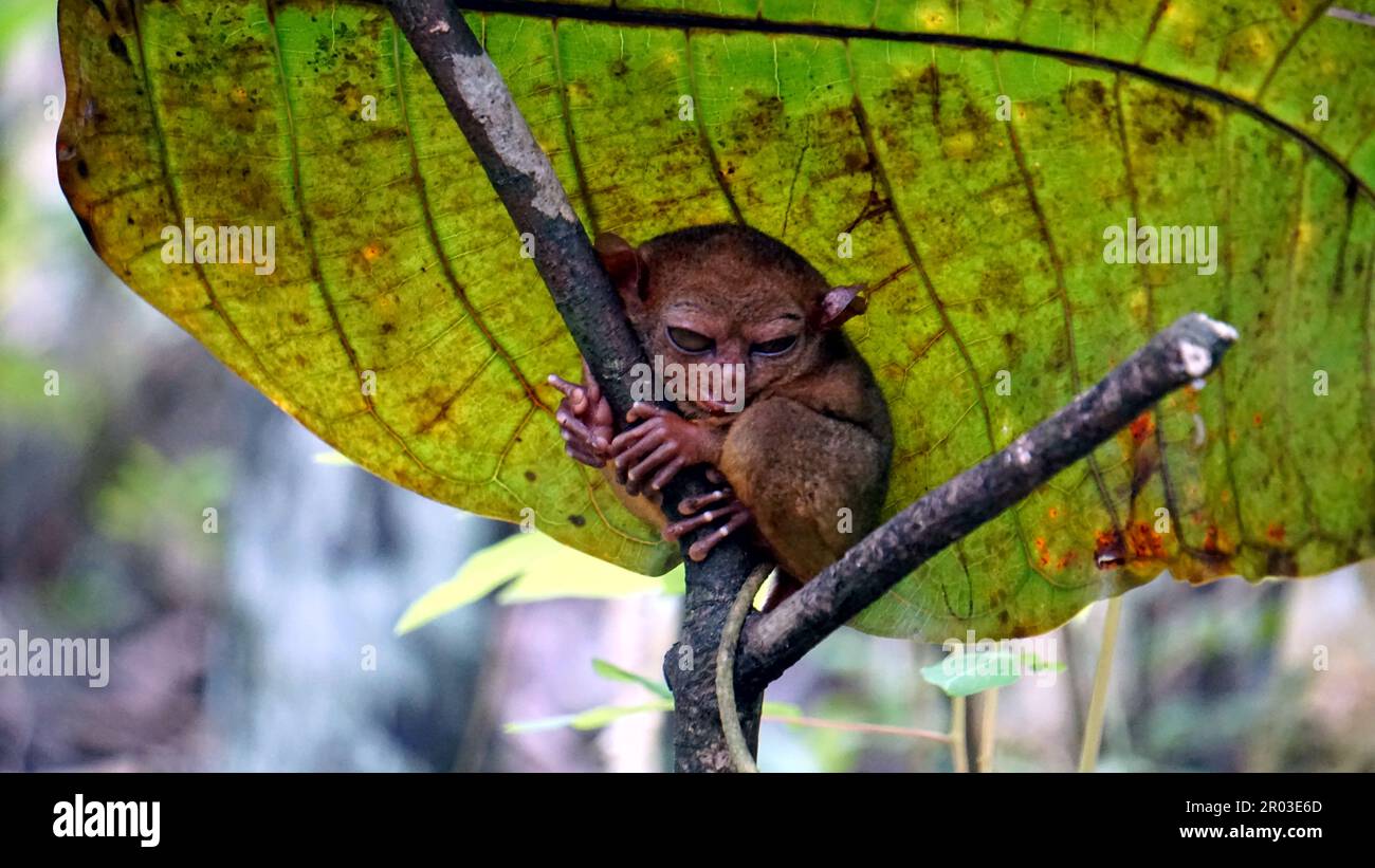 Portrait of Tarsier monkey (Tarsius Syrichta) on the tree at bohol ...