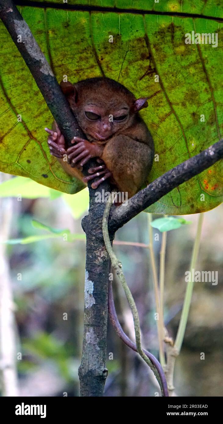 Goblin lemur hi-res stock photography and images - Alamy