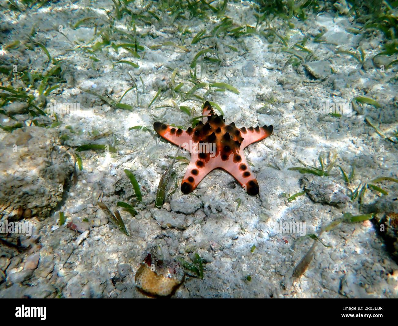 underwater world in moalboal on cebu island - colorful starfish Stock ...