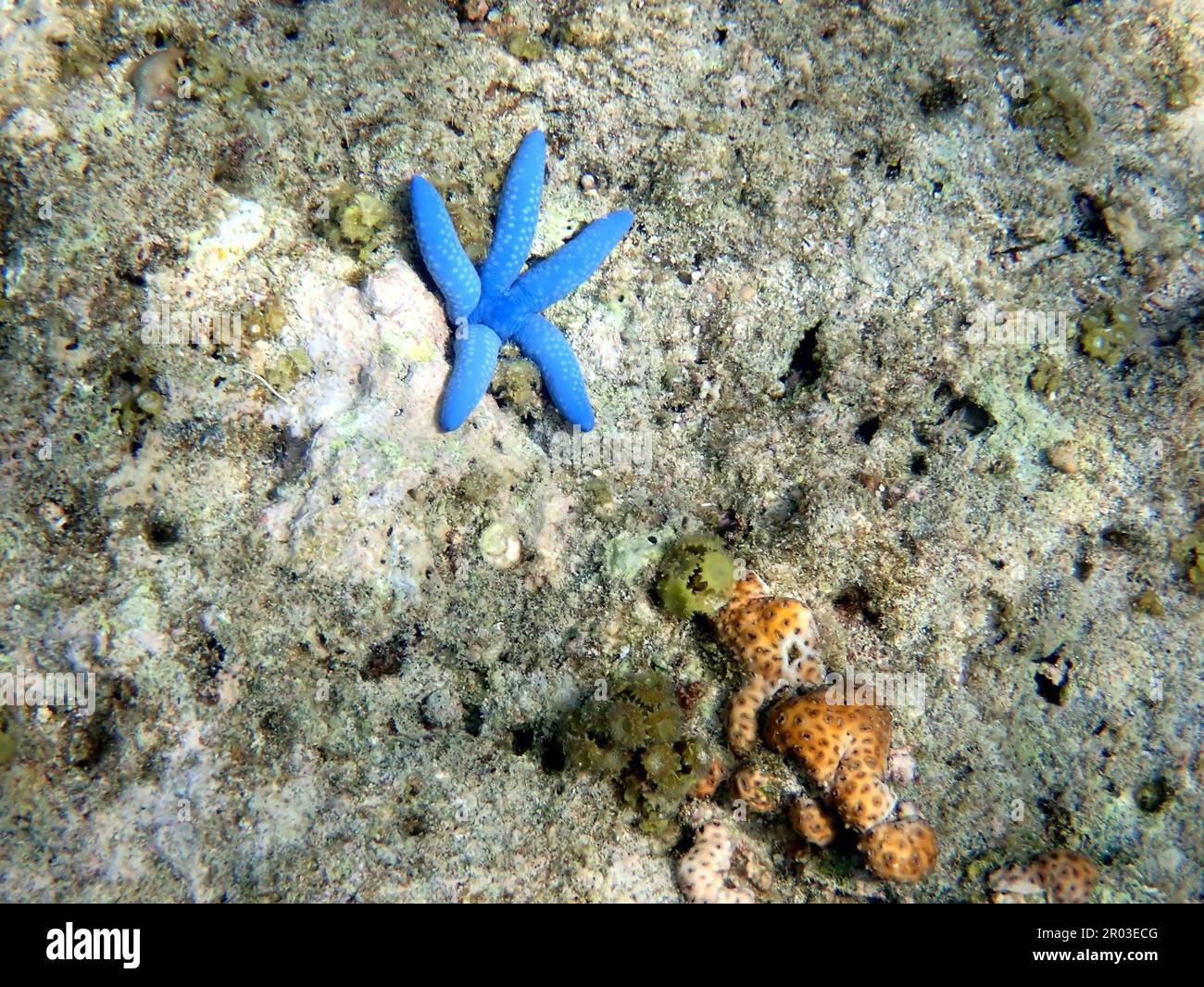 underwater world in moalboal on cebu island - colorful starfish Stock ...