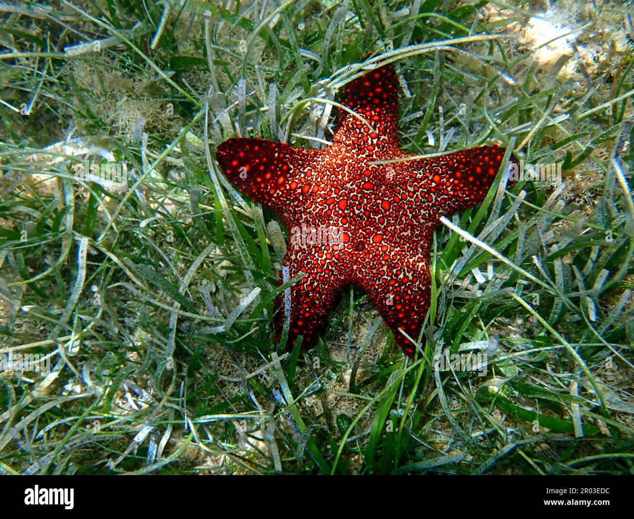 underwater world in moalboal on cebu island - colorful starfish Stock ...