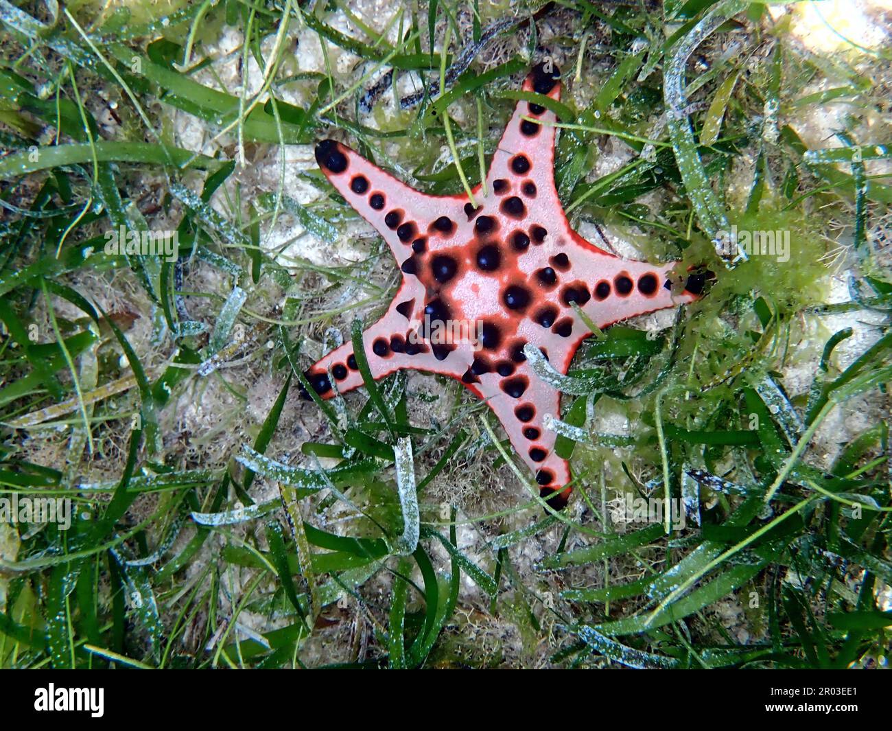 underwater world in moalboal on cebu island - colorful starfish Stock ...