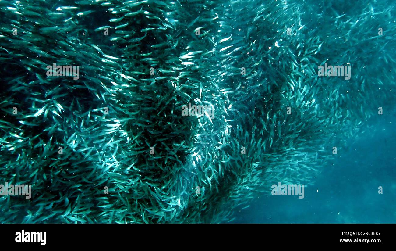 swarm of sardines in the pacific ocean near moalboal on cebu island ...