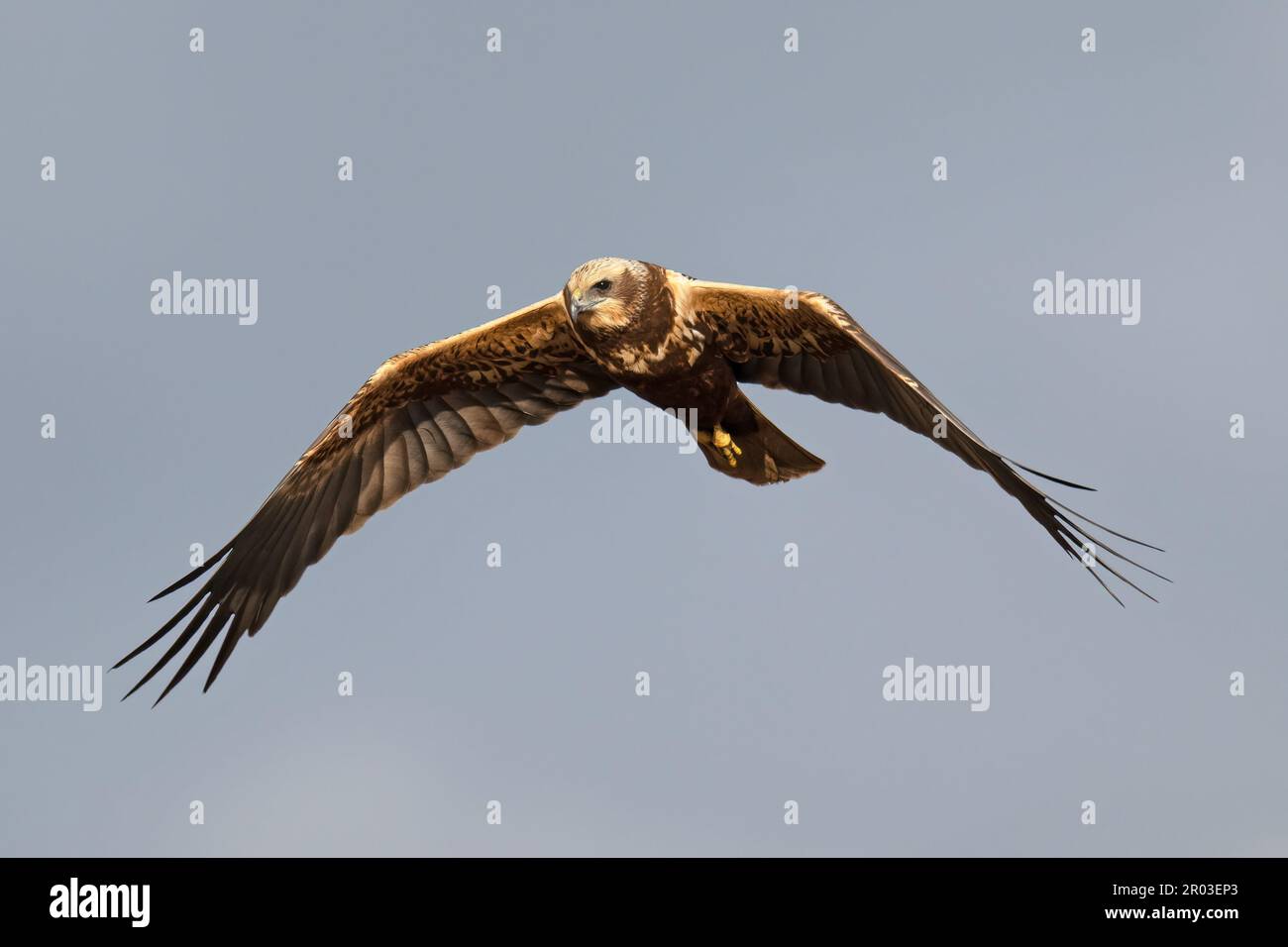 Female Marsh harrier-Circus aeruginosus in flight Stock Photo - Alamy
