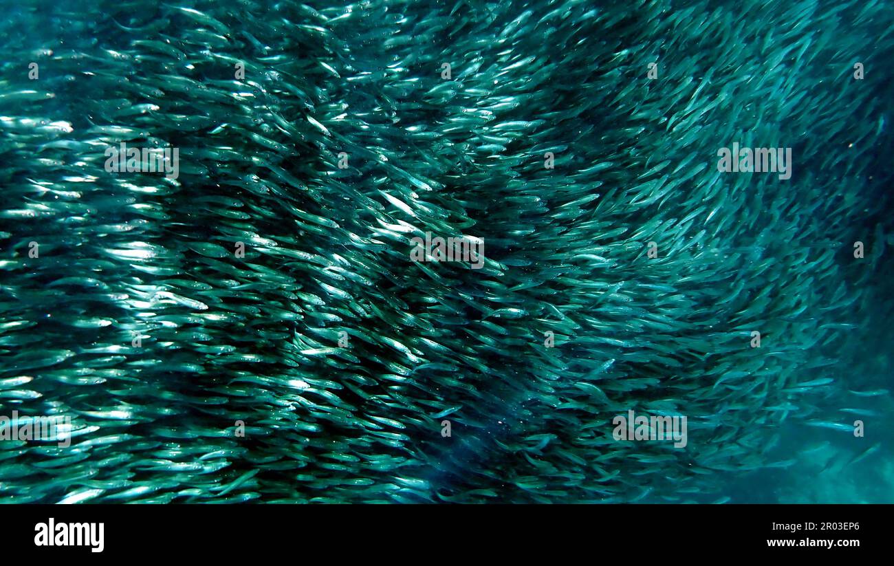 swarm of sardines in the pacific ocean near moalboal on cebu island ...