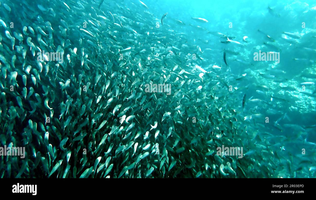 swarm of sardines in the pacific ocean near moalboal on cebu island ...
