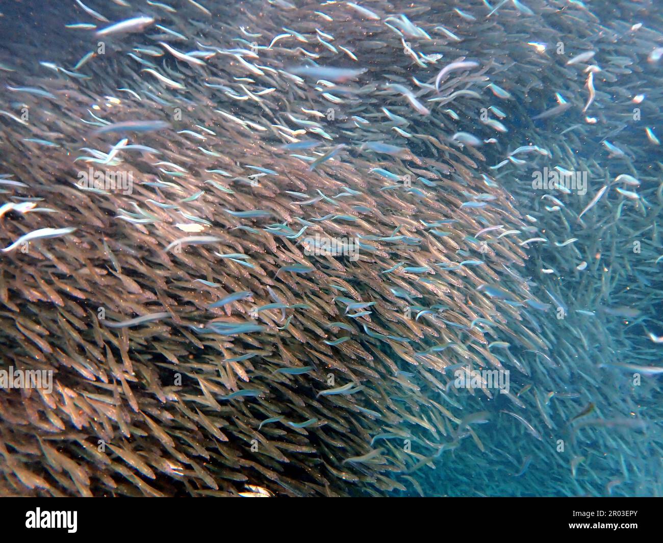 swarm of sardines in the pacific ocean near moalboal on cebu island ...