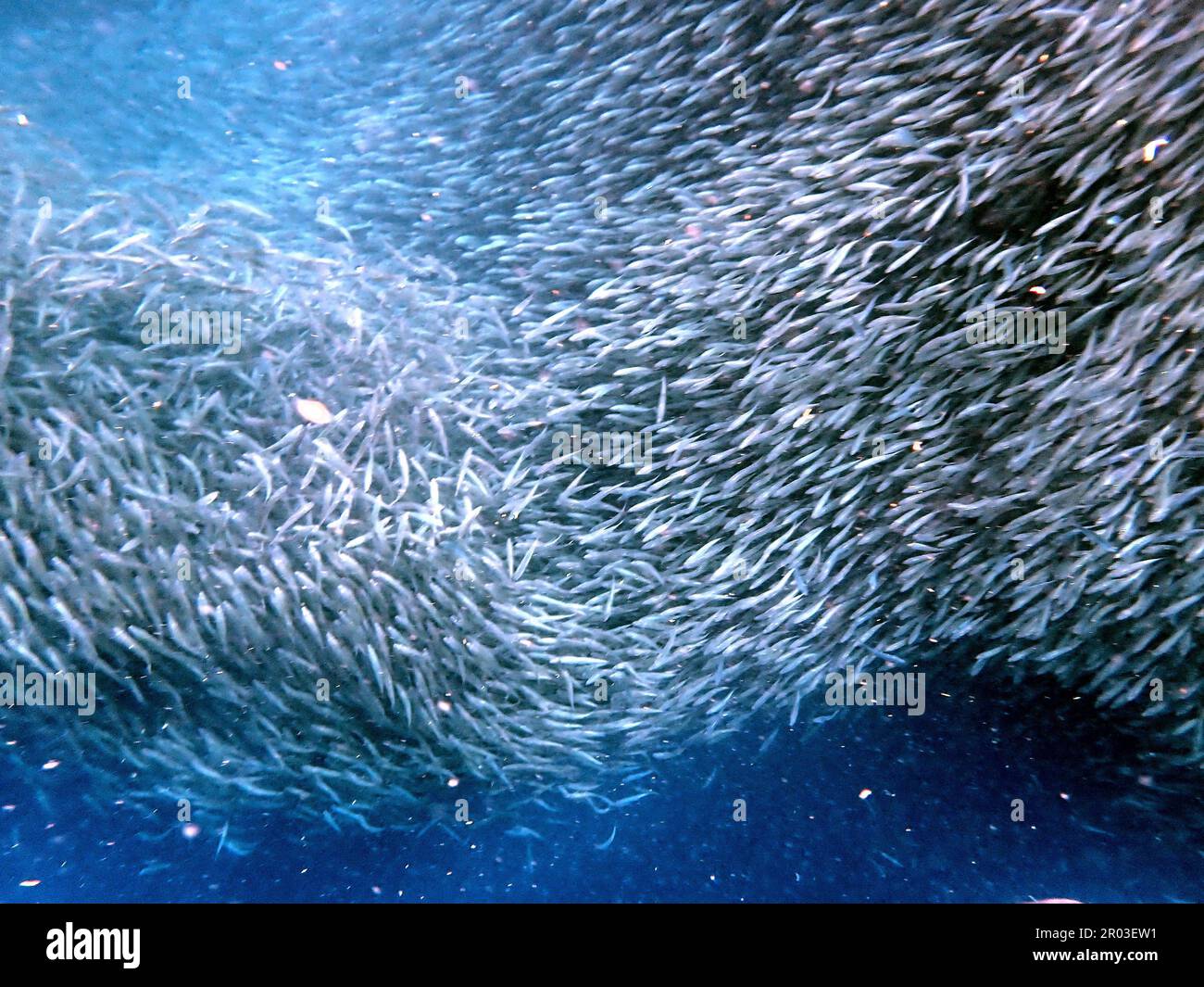 swarm of sardines in the pacific ocean near moalboal on cebu island ...