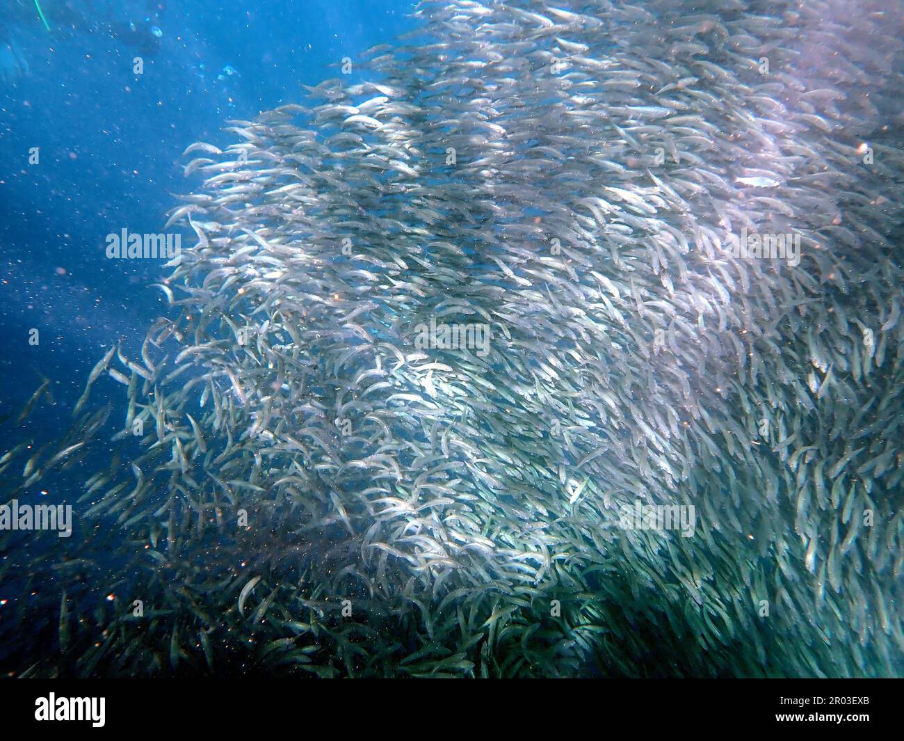 swarm of sardines in the pacific ocean near moalboal on cebu island ...