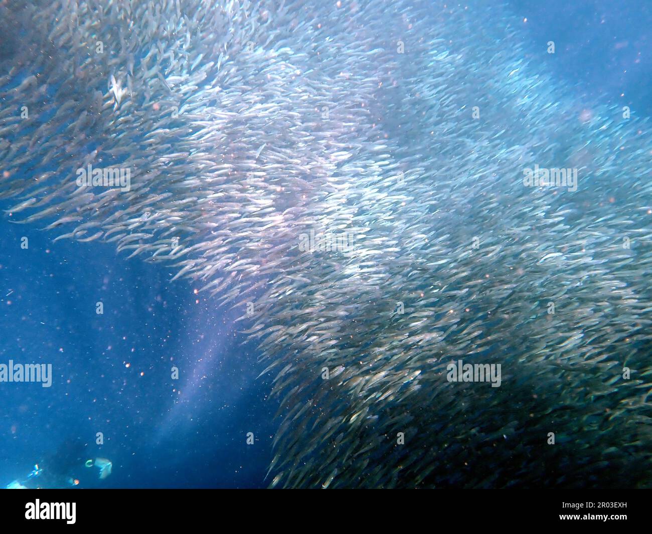 swarm of sardines in the pacific ocean near moalboal on cebu island ...