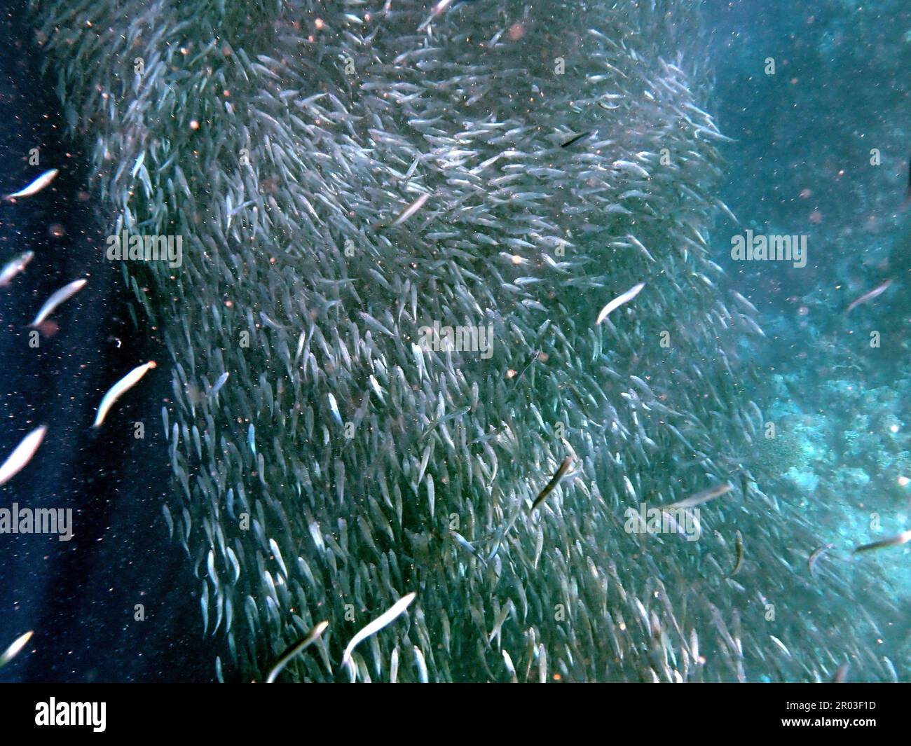 swarm of sardines in the pacific ocean near moalboal on cebu island ...