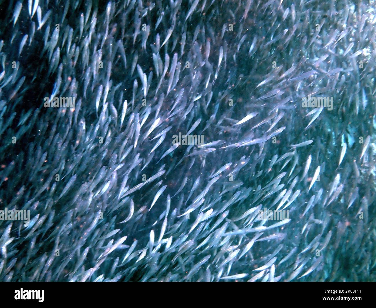 swarm of sardines in the pacific ocean near moalboal on cebu island ...