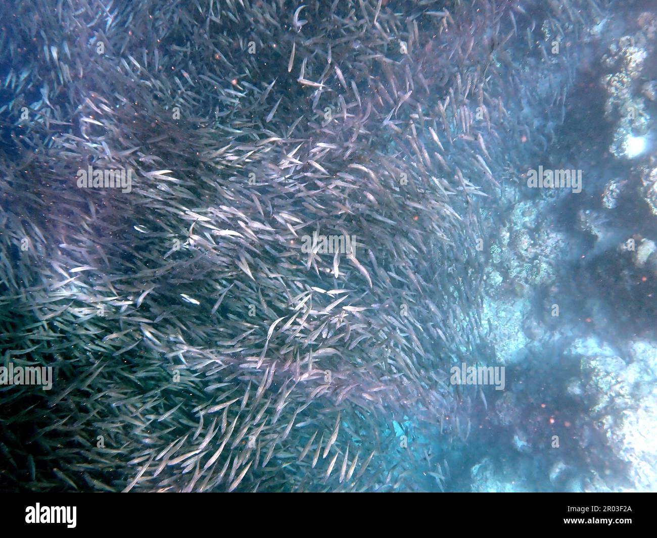 swarm of sardines in the pacific ocean near moalboal on cebu island ...