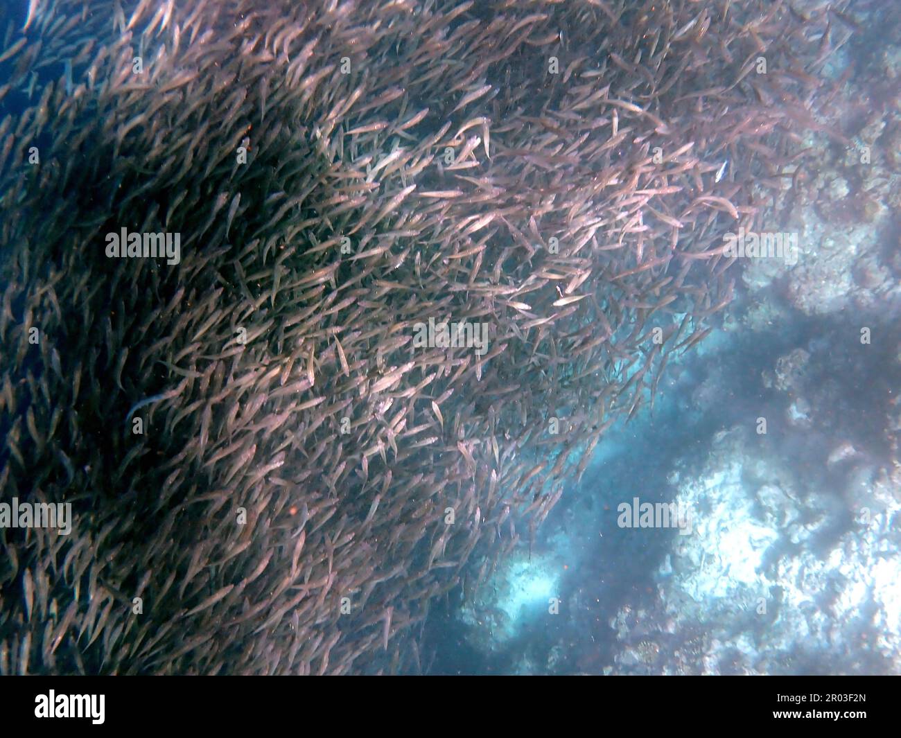 swarm of sardines in the pacific ocean near moalboal on cebu island ...