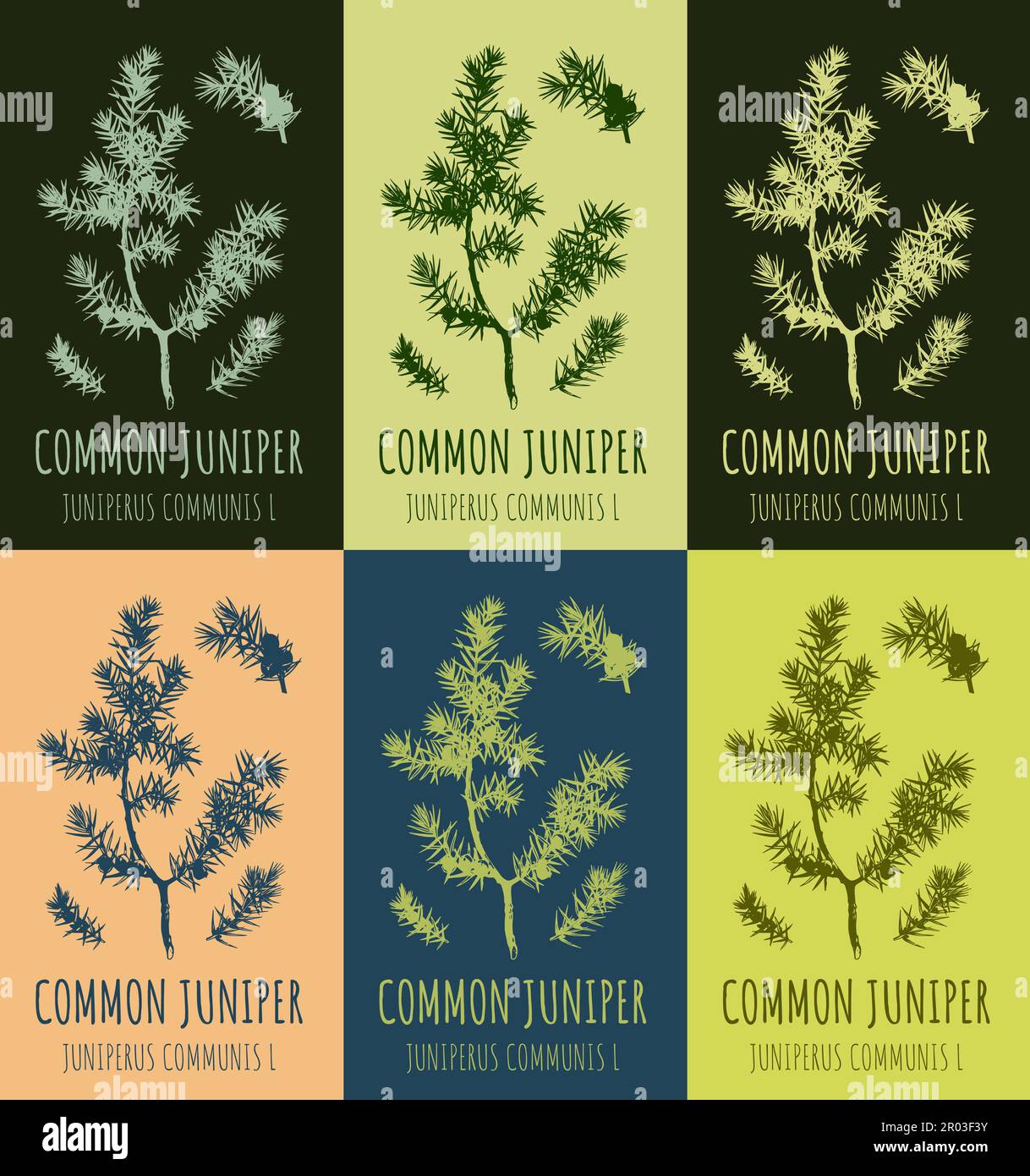 Set of drawing of juniper in various colors. Hand drawn illustration ...