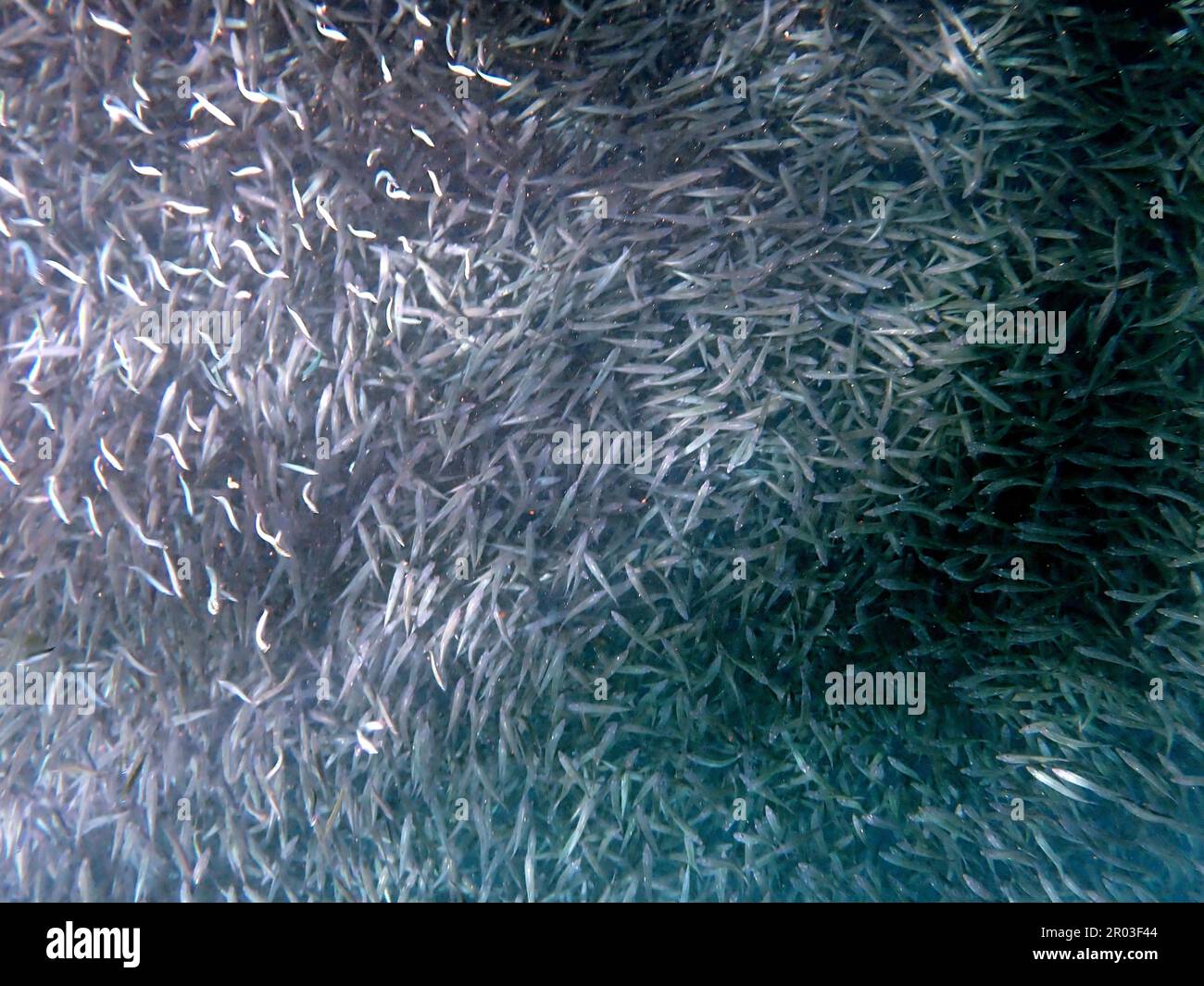 swarm of sardines in the pacific ocean near moalboal on cebu island ...