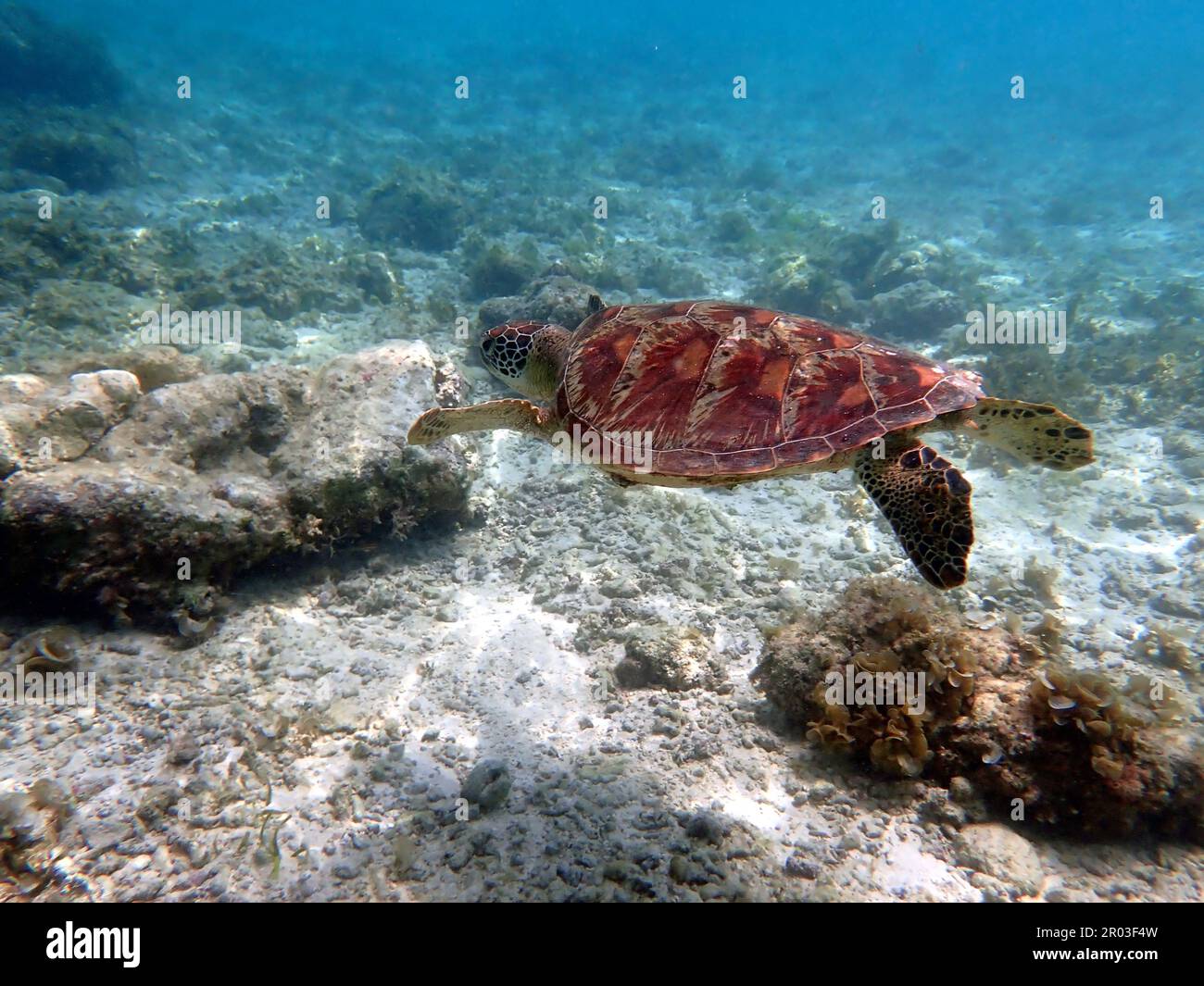 snorkeling with a sea turtle at moalboal on cebu island Stock Photo - Alamy