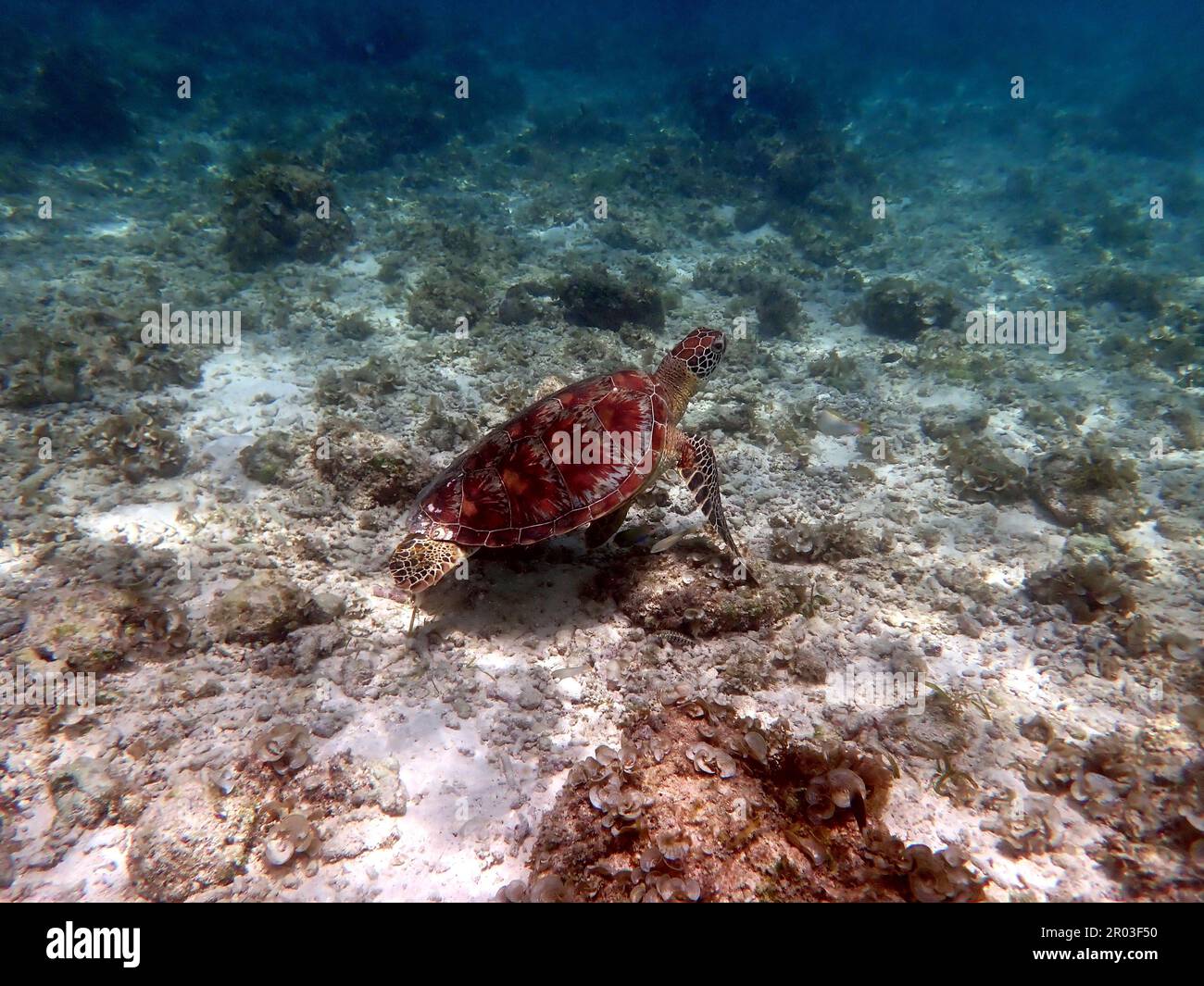snorkeling with a sea turtle at moalboal on cebu island Stock Photo - Alamy