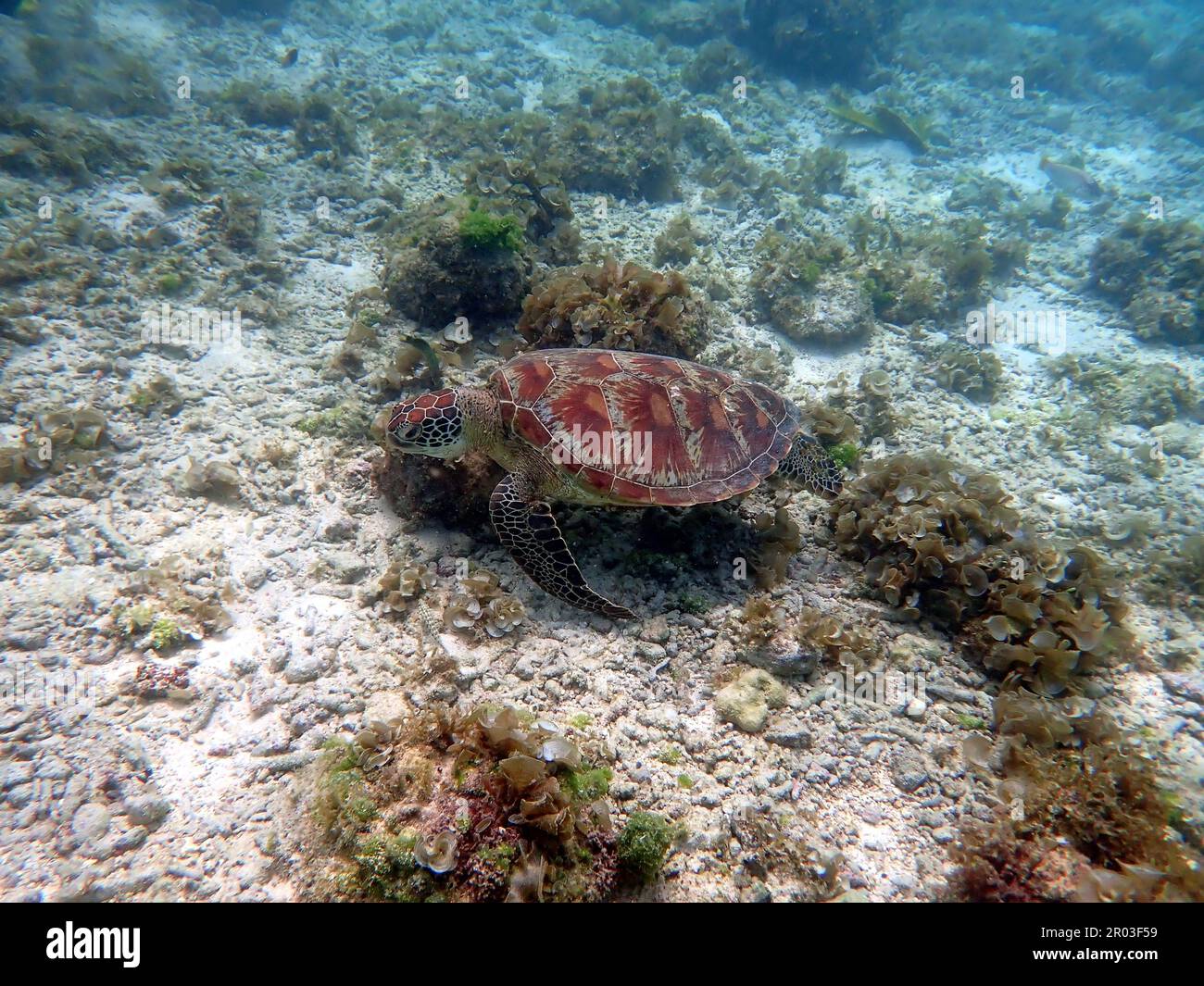 snorkeling with a sea turtle at moalboal on cebu island Stock Photo - Alamy