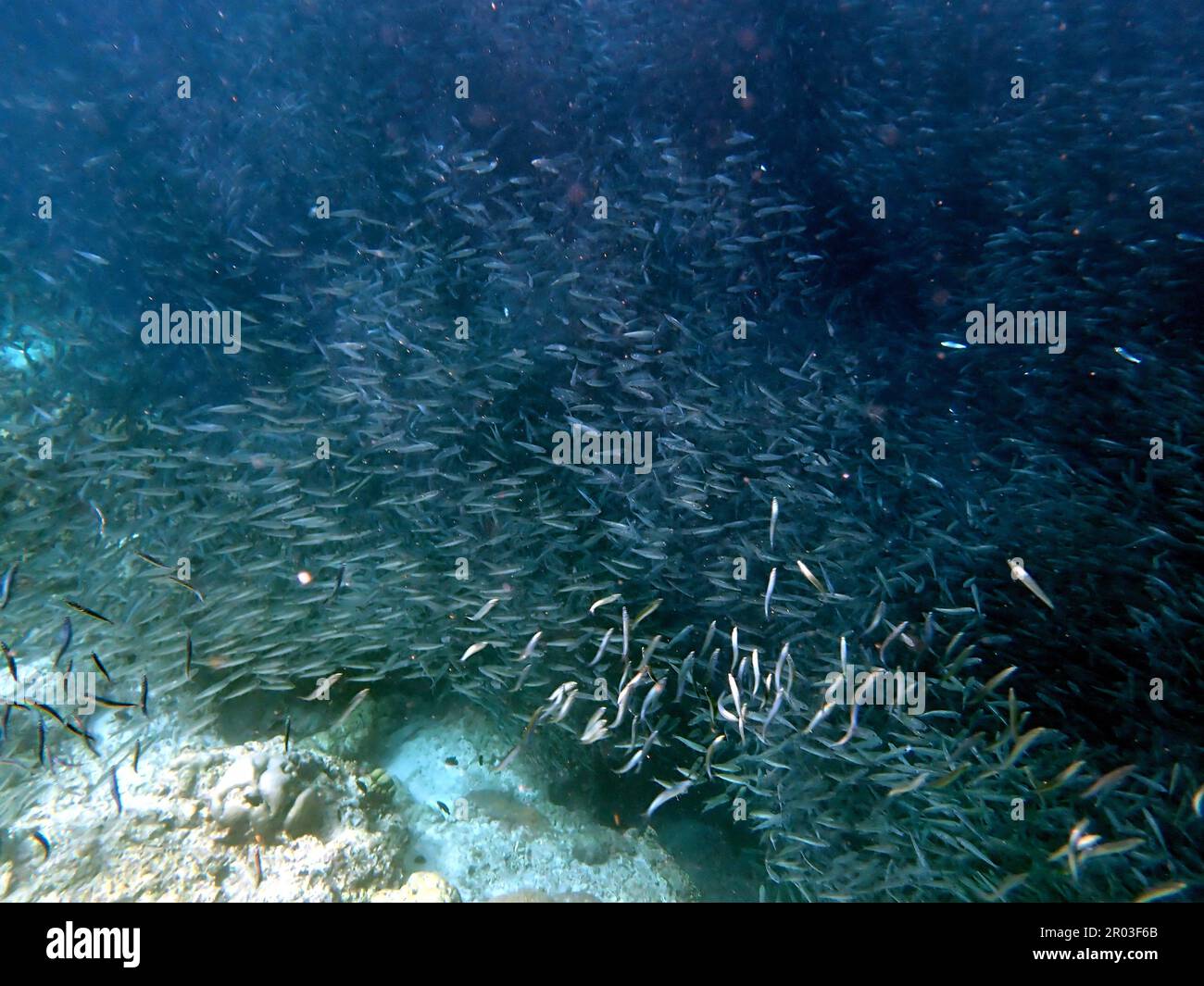 swarm of sardines in the pacific ocean near moalboal on cebu island ...