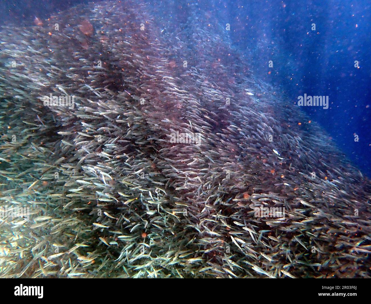 swarm of sardines in the pacific ocean near moalboal on cebu island ...