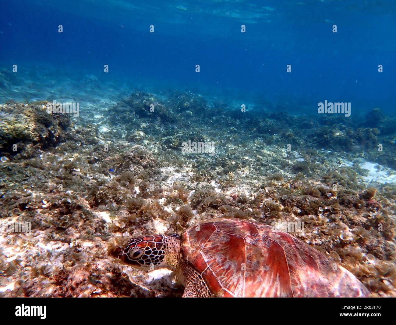 snorkeling with a sea turtle at moalboal on cebu island Stock Photo - Alamy