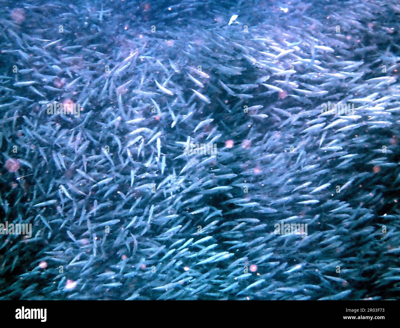 swarm of sardines in the pacific ocean near moalboal on cebu island ...