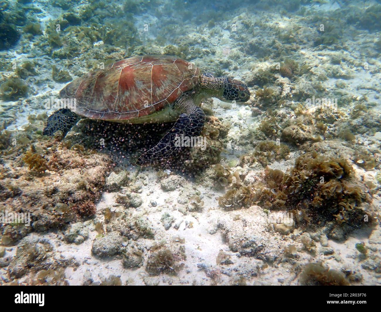 snorkeling with a sea turtle at moalboal on cebu island Stock Photo - Alamy