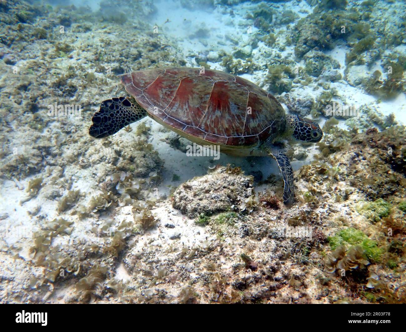snorkeling with a sea turtle at moalboal on cebu island Stock Photo - Alamy