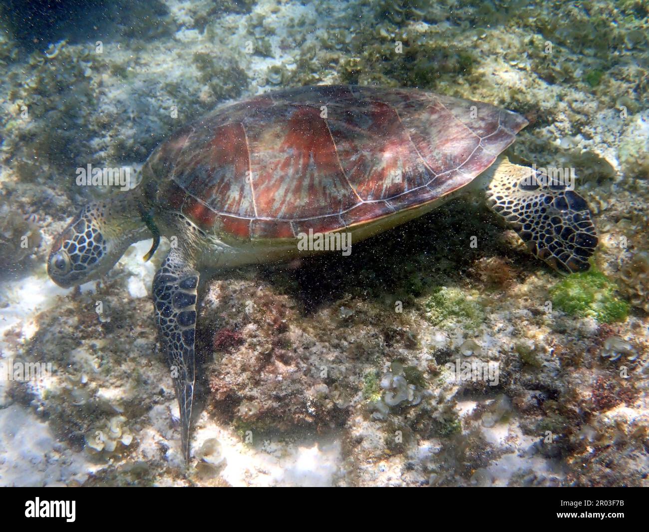 snorkeling with a sea turtle at moalboal on cebu island Stock Photo - Alamy