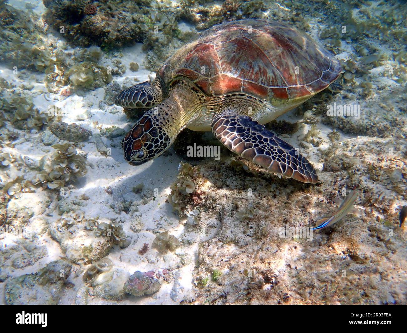 snorkeling with a sea turtle at moalboal on cebu island Stock Photo - Alamy
